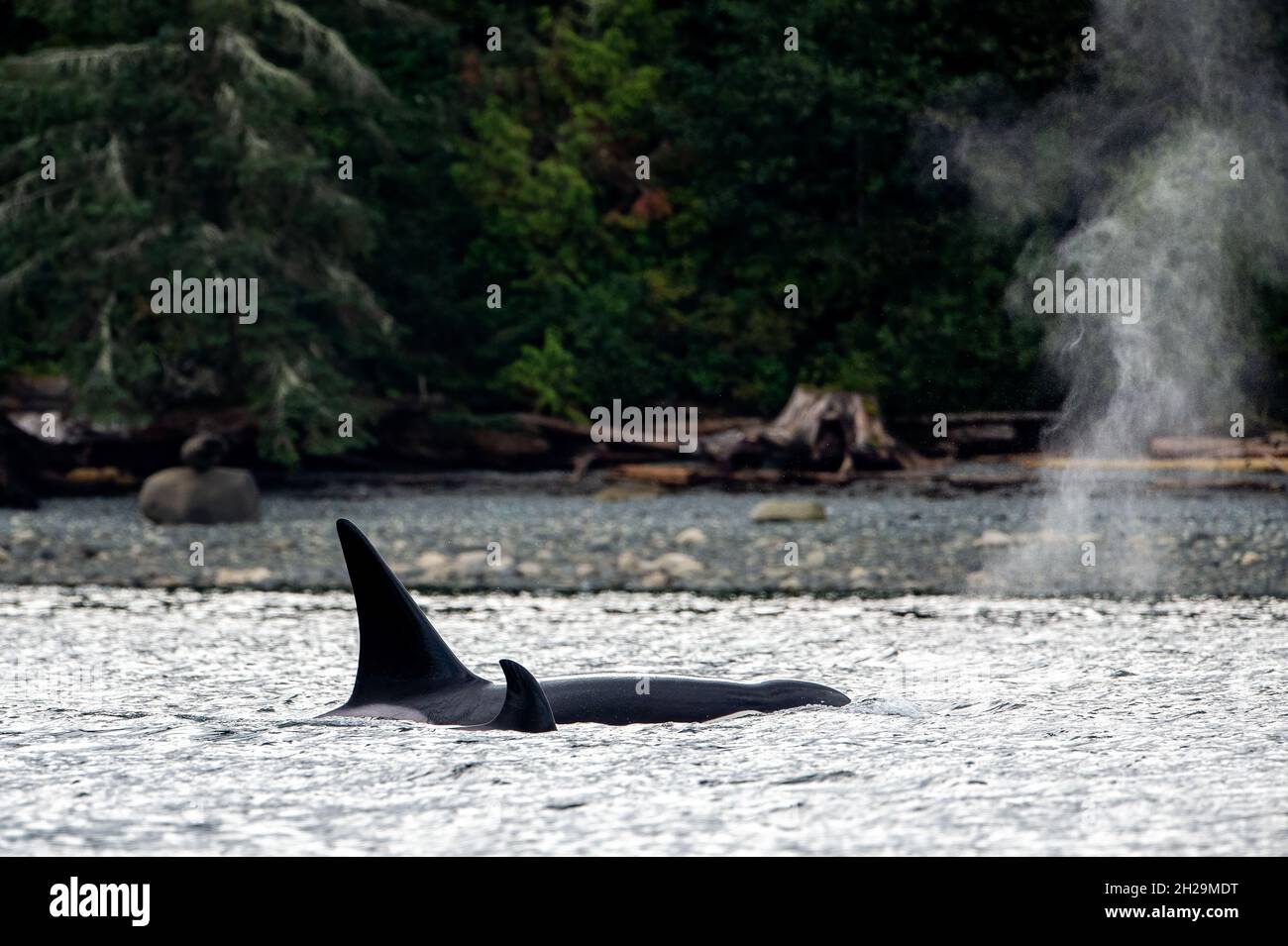 Transient orca whales swimming in the water, Northern Vancouver Island ...