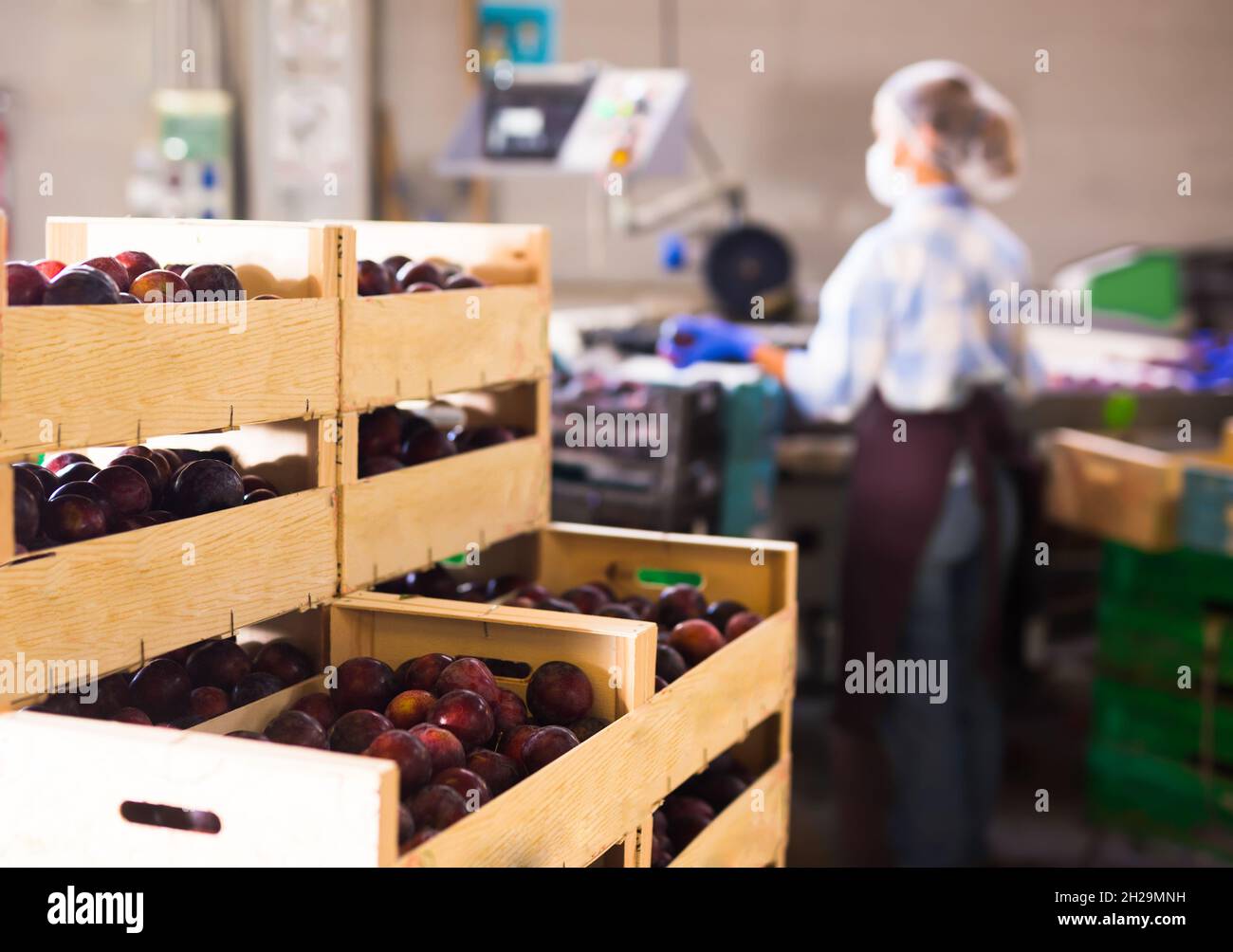 Boxes with fresh fresh plums stacked in warehouse Stock Photo - Alamy