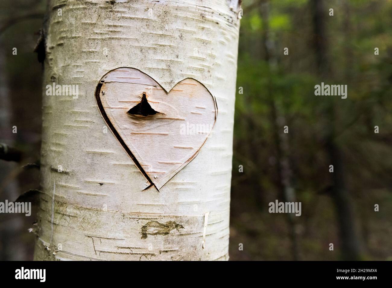 Heart carved in tree trunk - Broken Heart Stock Photo - Alamy