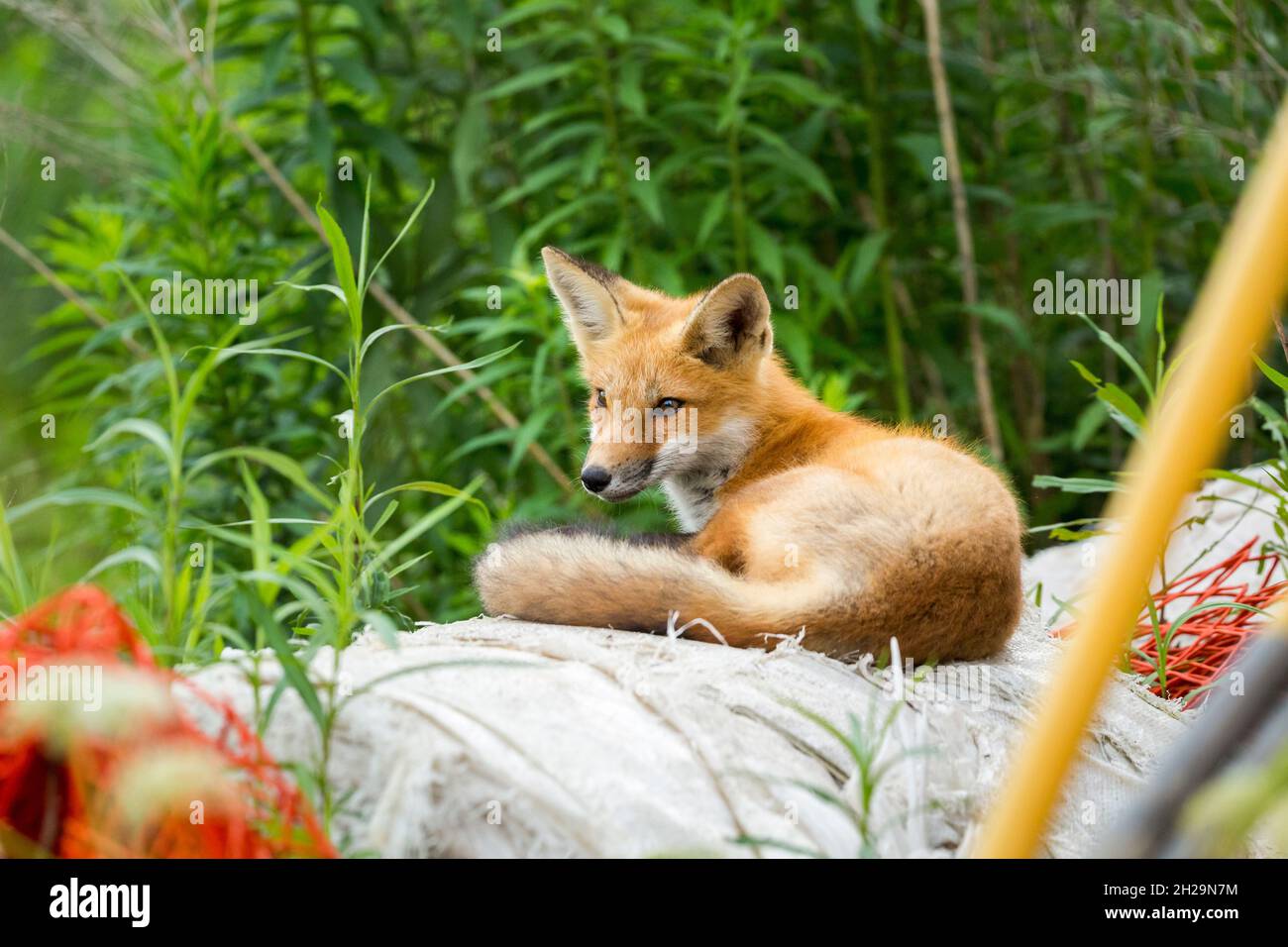 Fox garbage hi-res stock photography and images - Alamy