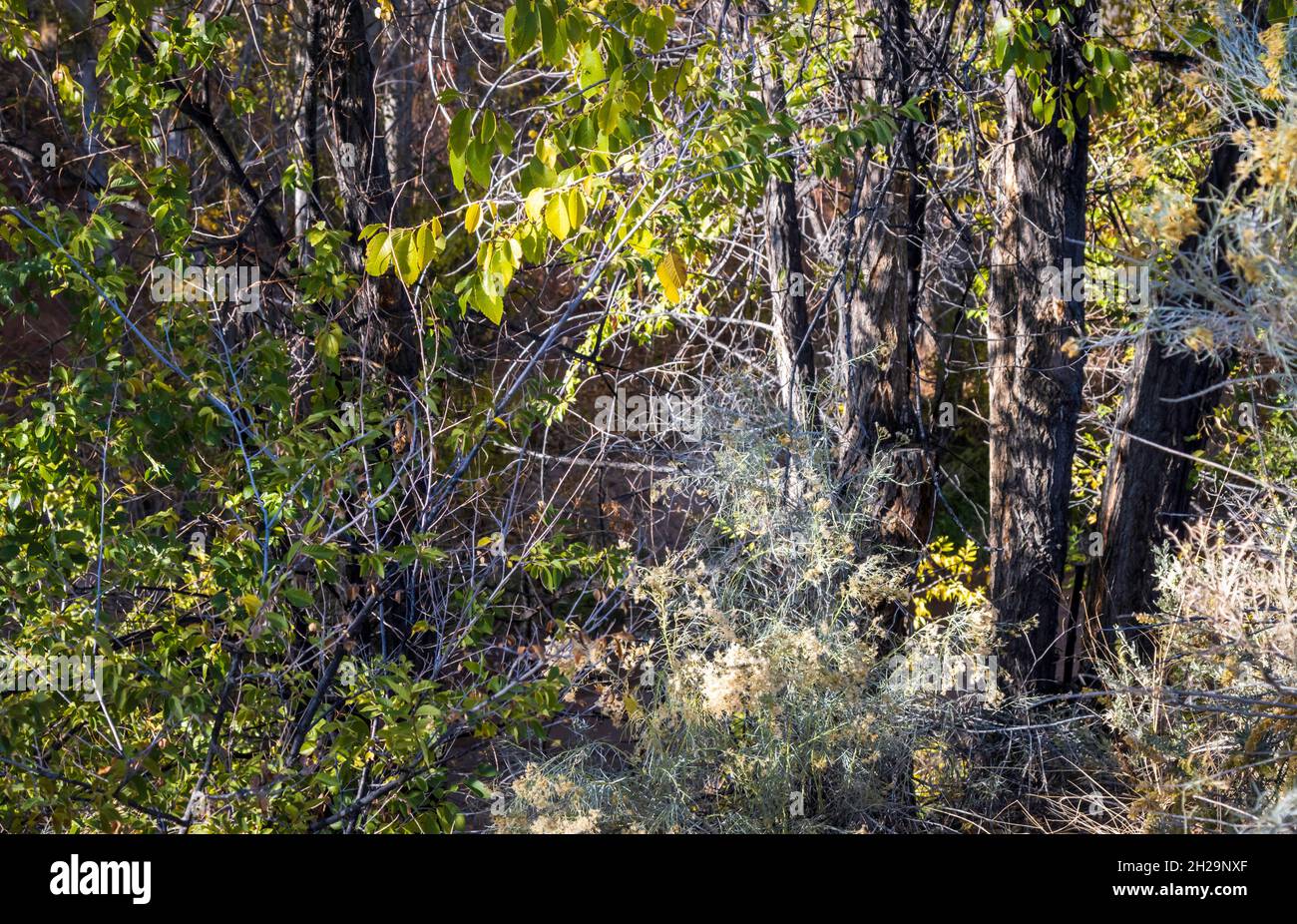 Trees in the forest with plants Stock Photo - Alamy