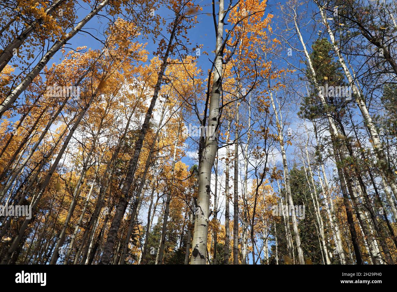 Canopy of golden leaves hi-res stock photography and images - Alamy
