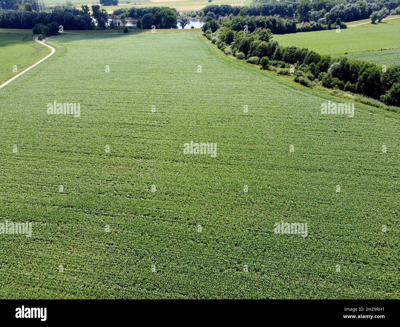 Aerial view of a flat green meadow Stock Photo - Alamy