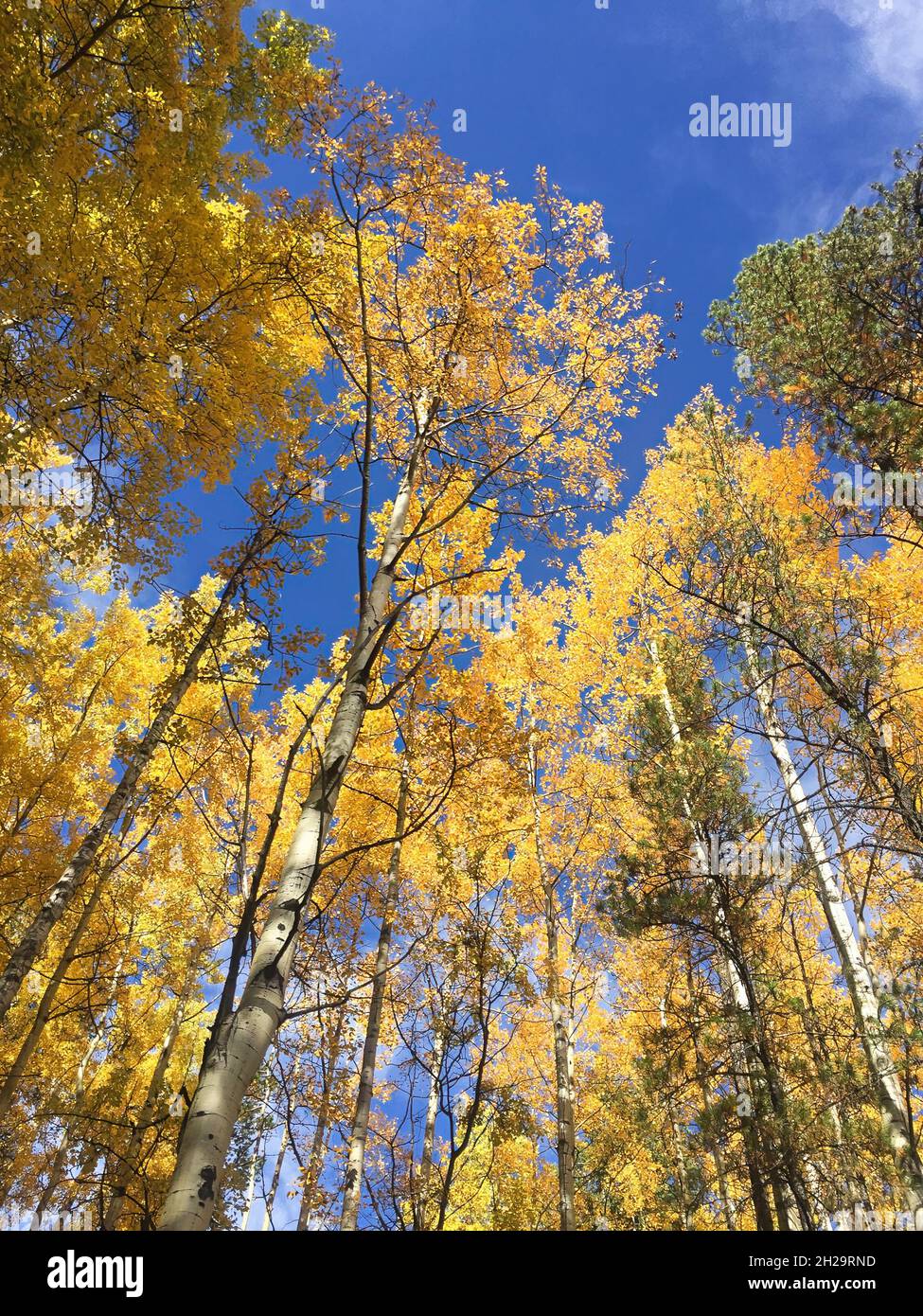 Tree top canopy of golden leaves in the autumn Stock Photo - Alamy