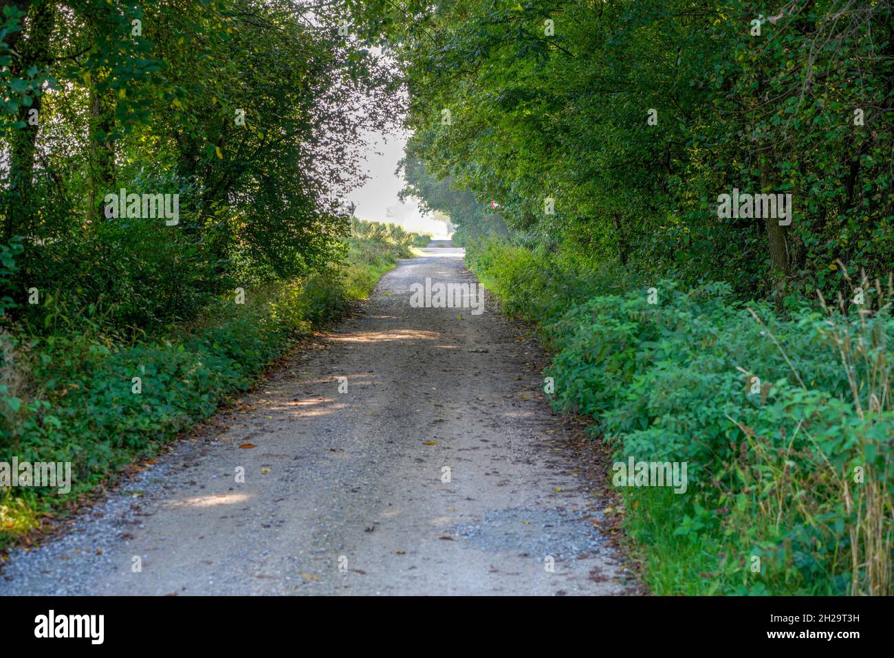 Stone trail through a green forest Stock Photo - Alamy