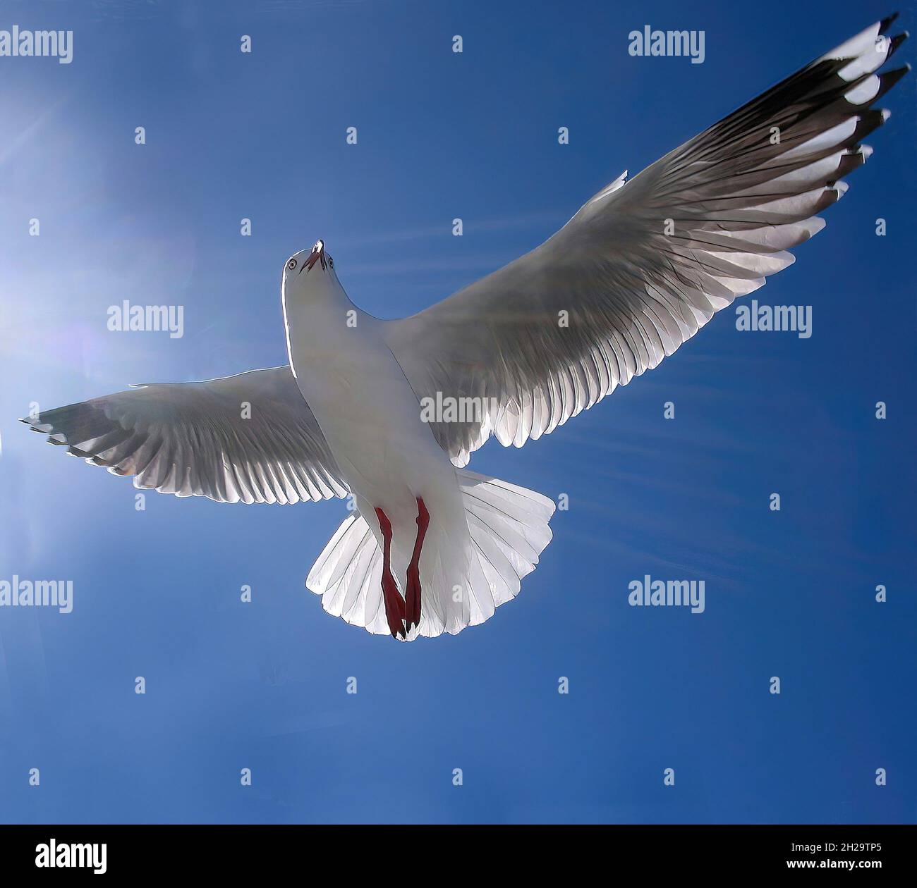 Beautiful healthy Australian white Seagull, Silver Gull, flying ...