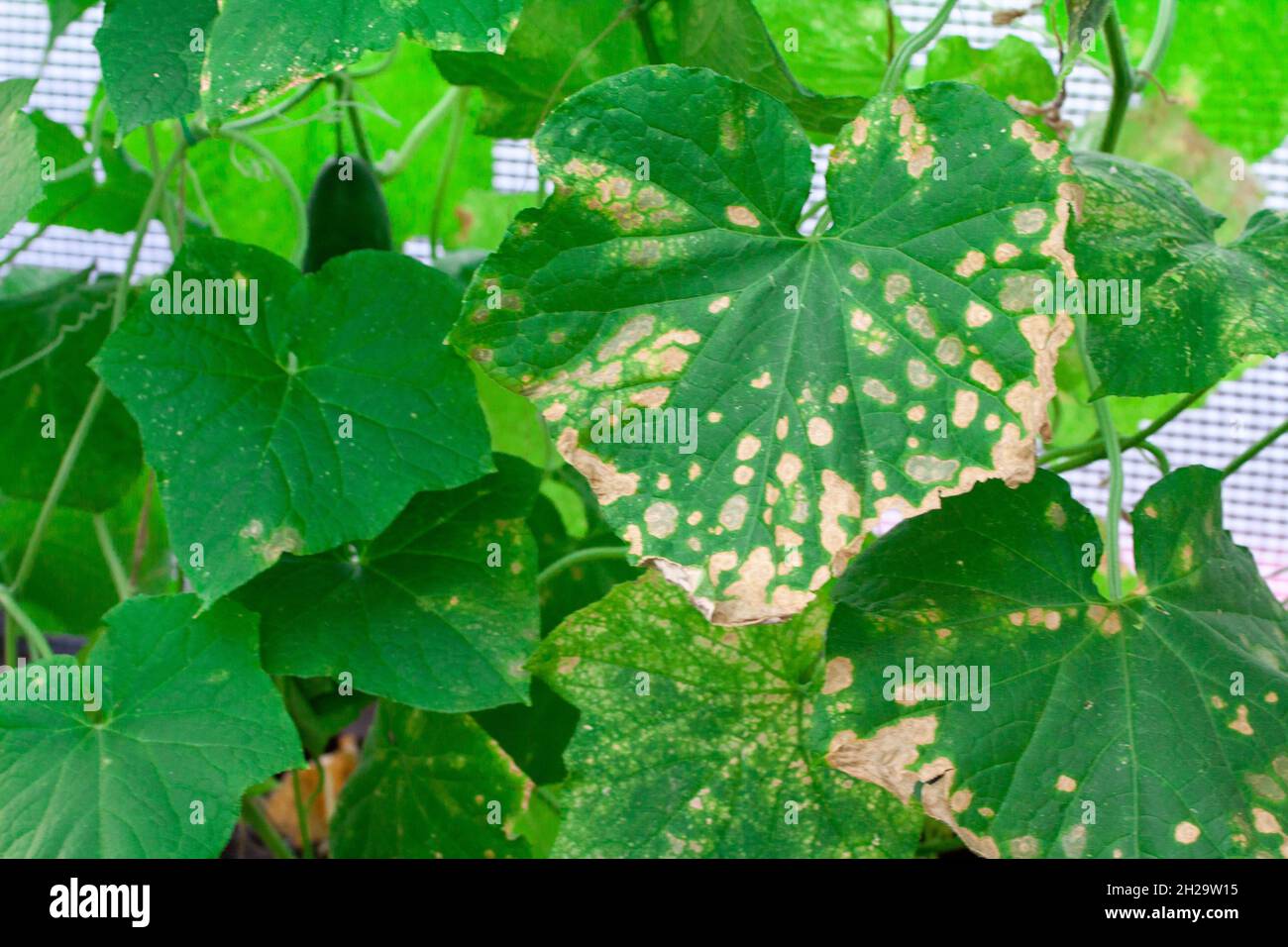 affected by diseases and pests of plant leaves and fruits of cucumber ...