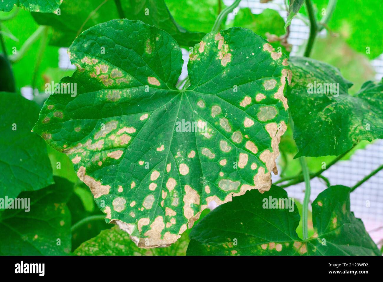 affected by diseases and pests of plant leaves and fruits of cucumber ...