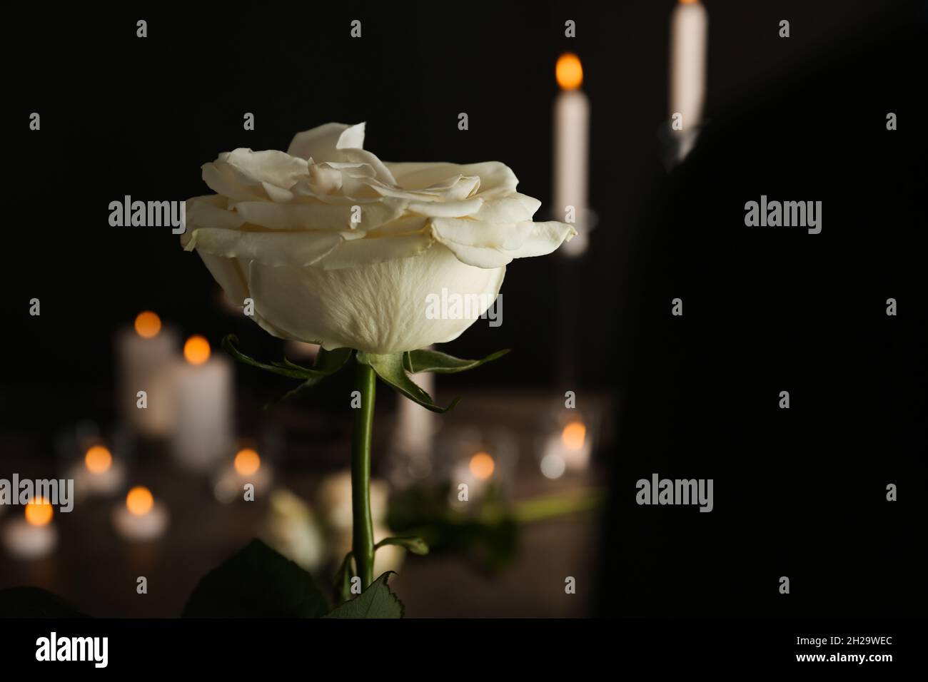 Beautiful white rose on blurred background. Funeral symbol Stock Photo ...