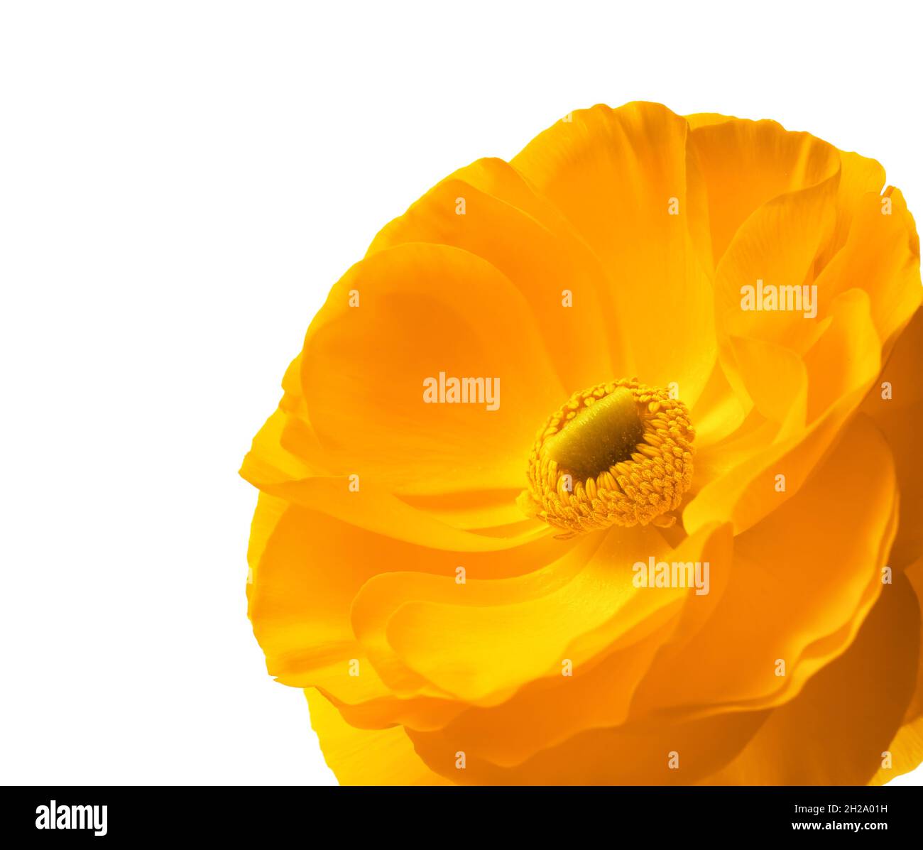 Beautiful ranunculus flower on white background Stock Photo - Alamy