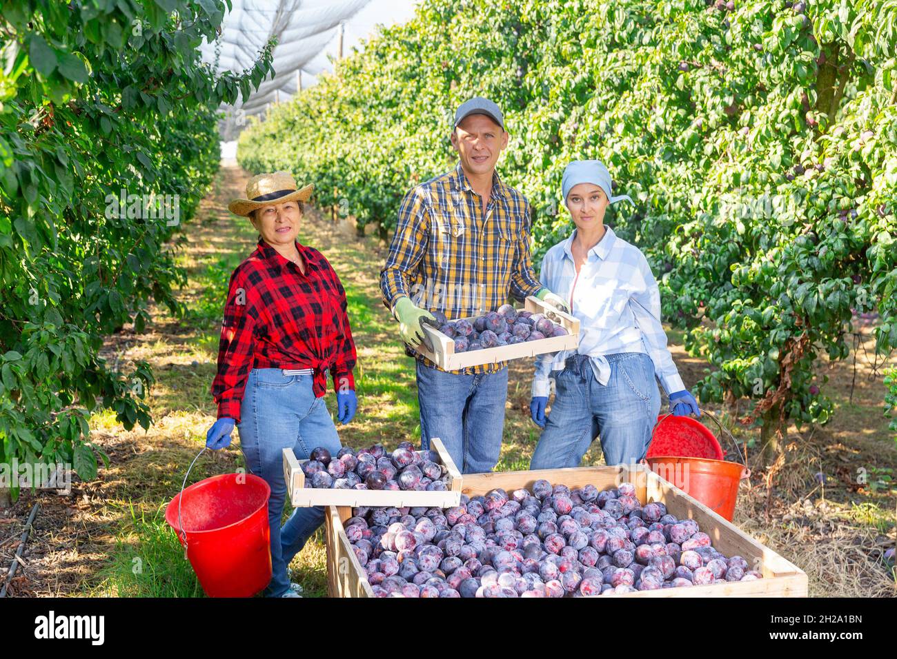 Group photo of plantation workers standing amongst plum trees Stock ...
