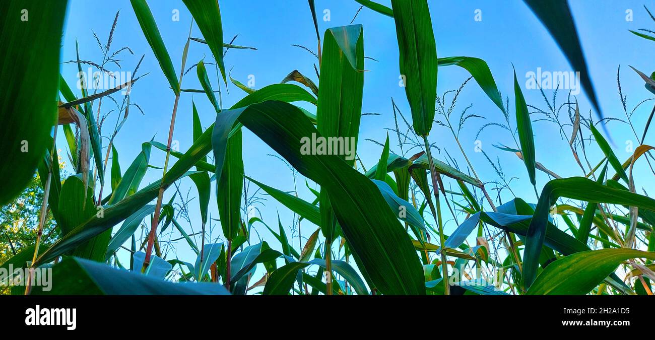 Corn belt hi-res stock photography and images - Alamy