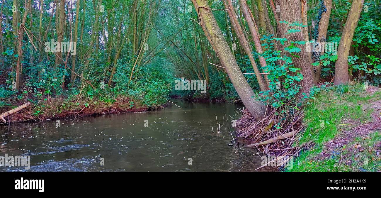 green trees along a smal river Stock Photo - Alamy