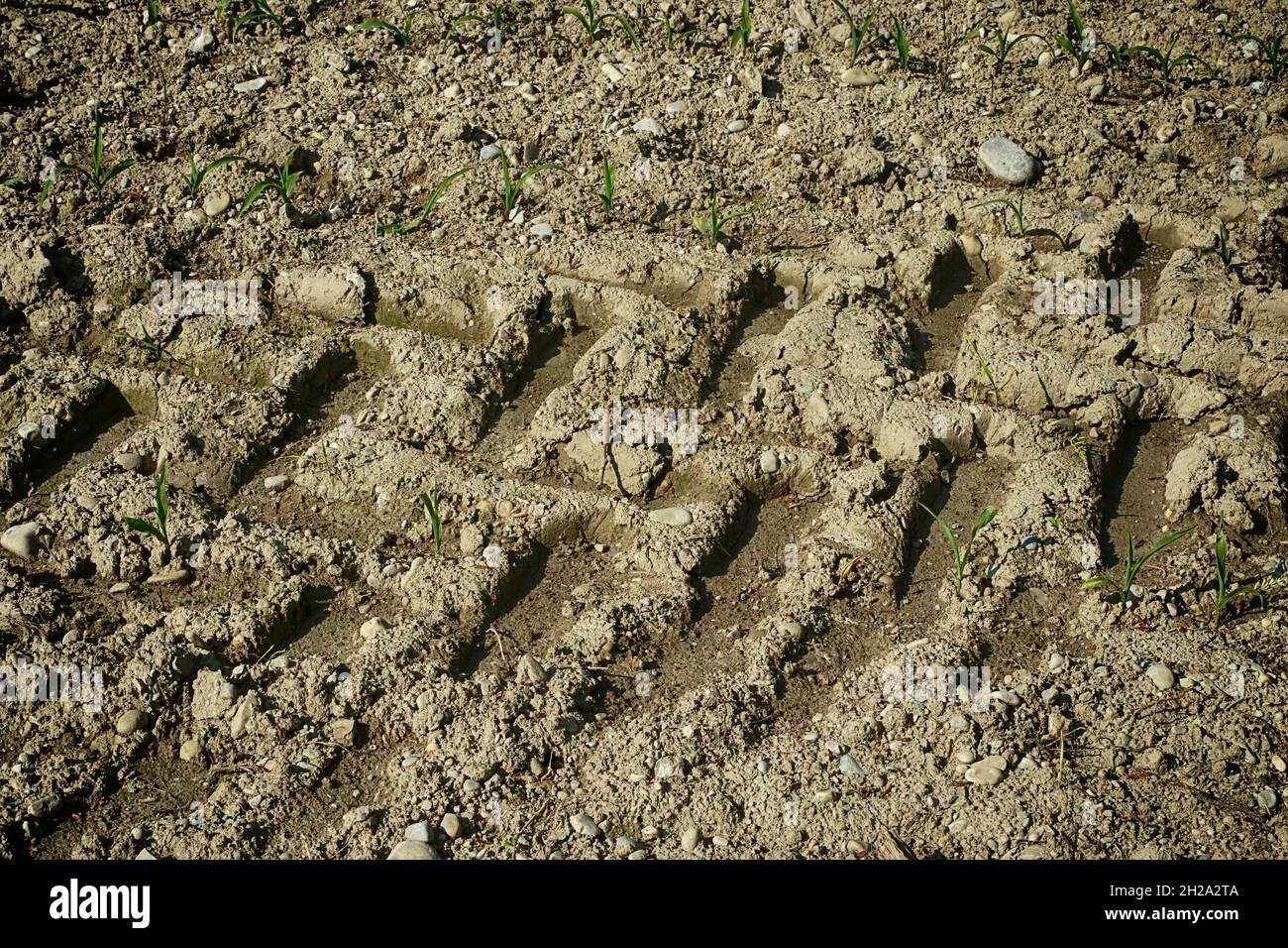 Closeup of plowing traces on farm ground Stock Photo - Alamy