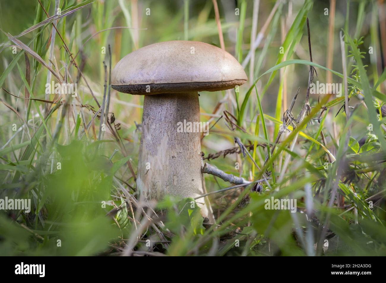 Leccinum scabrum, commonly known as the rough-stemmed bolete, scaber ...