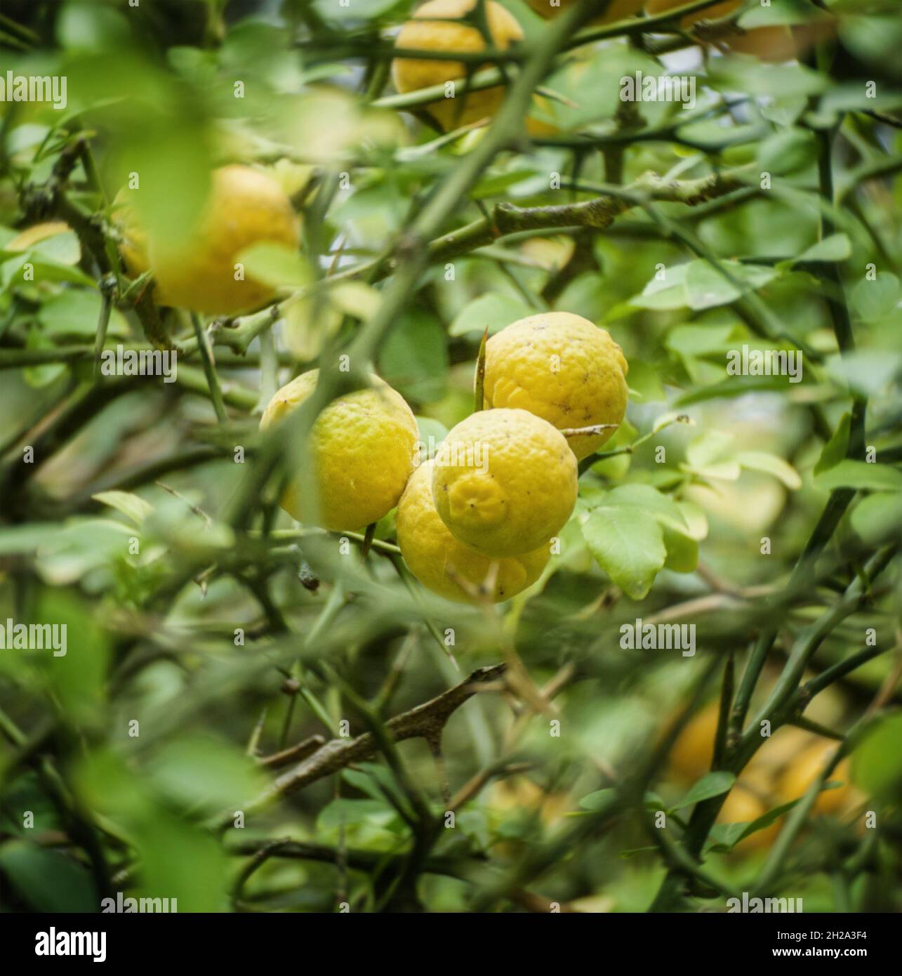 Fresh fruits of lemon tree in the gard Stock Photo - Alamy