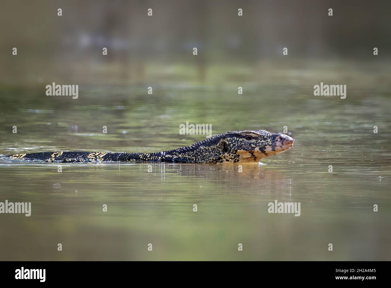 River Monitor Animal at Paige Hauslaib blog