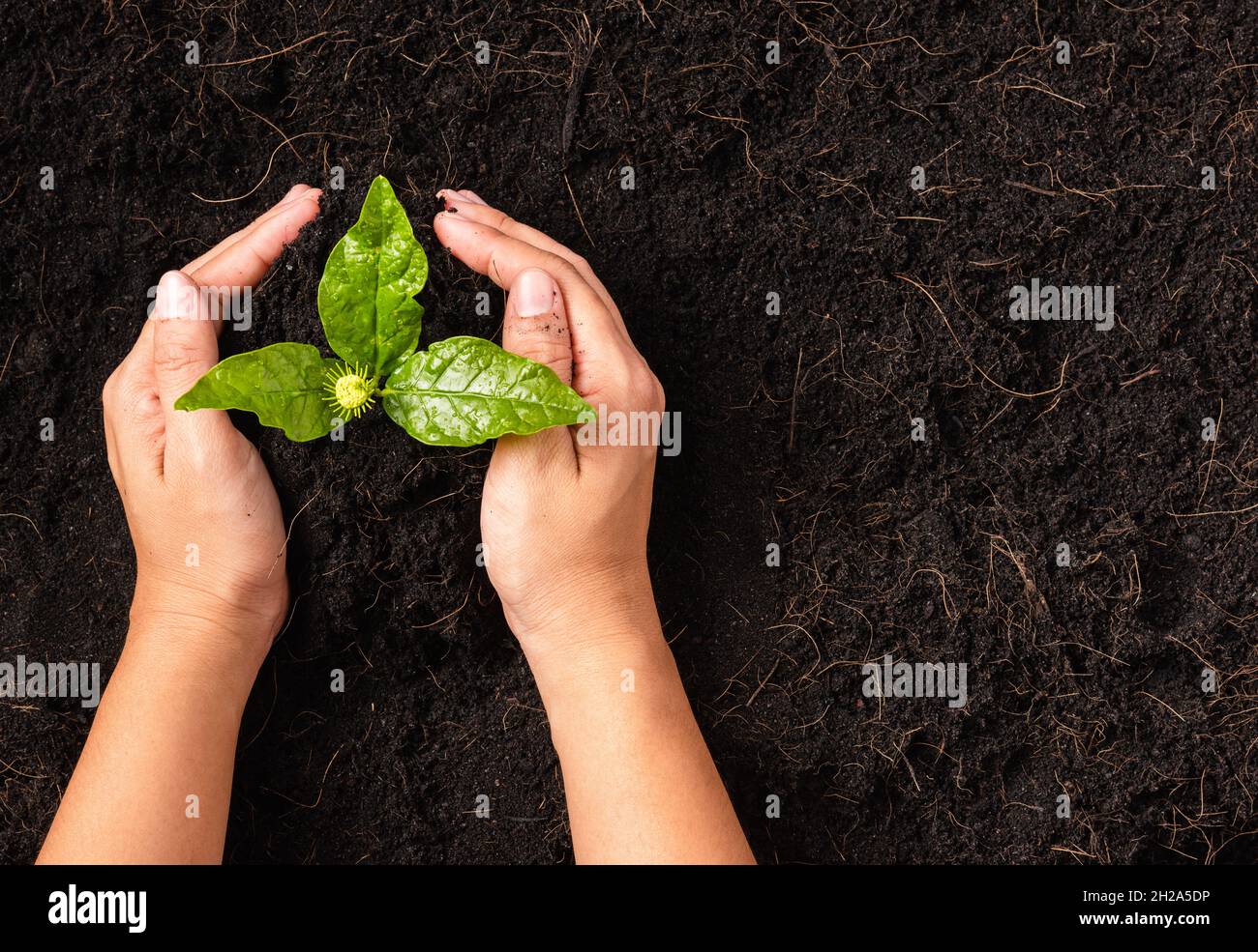 Hand of a woman planting green small plant life on compost fertile ...