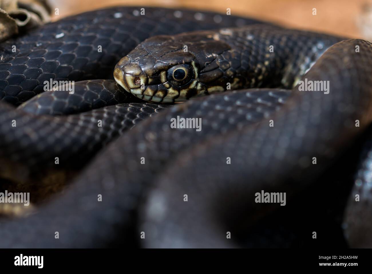 Maltese snakes hi-res stock photography and images - Alamy