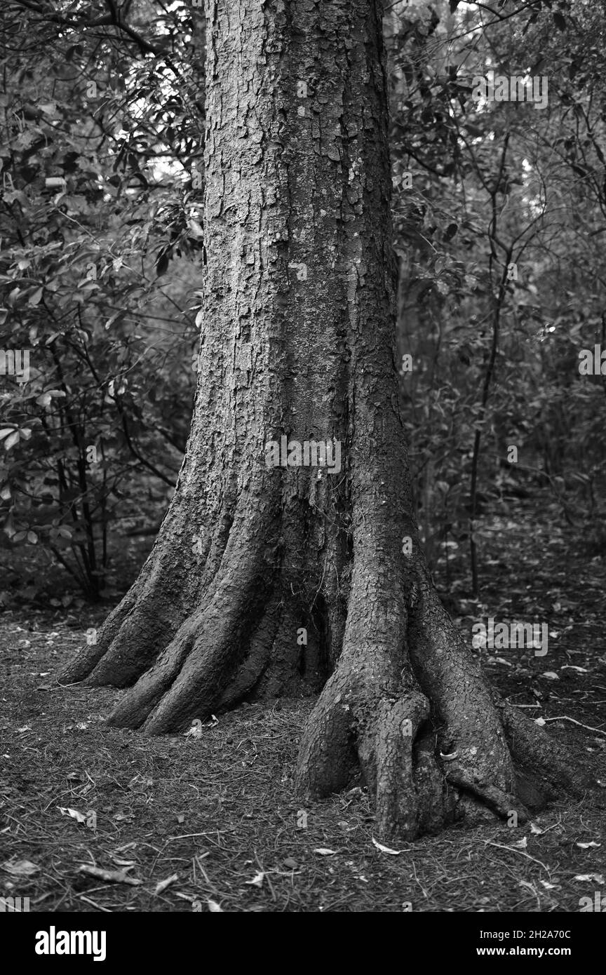 Grayscale of tree trunks in the forest Stock Photo - Alamy