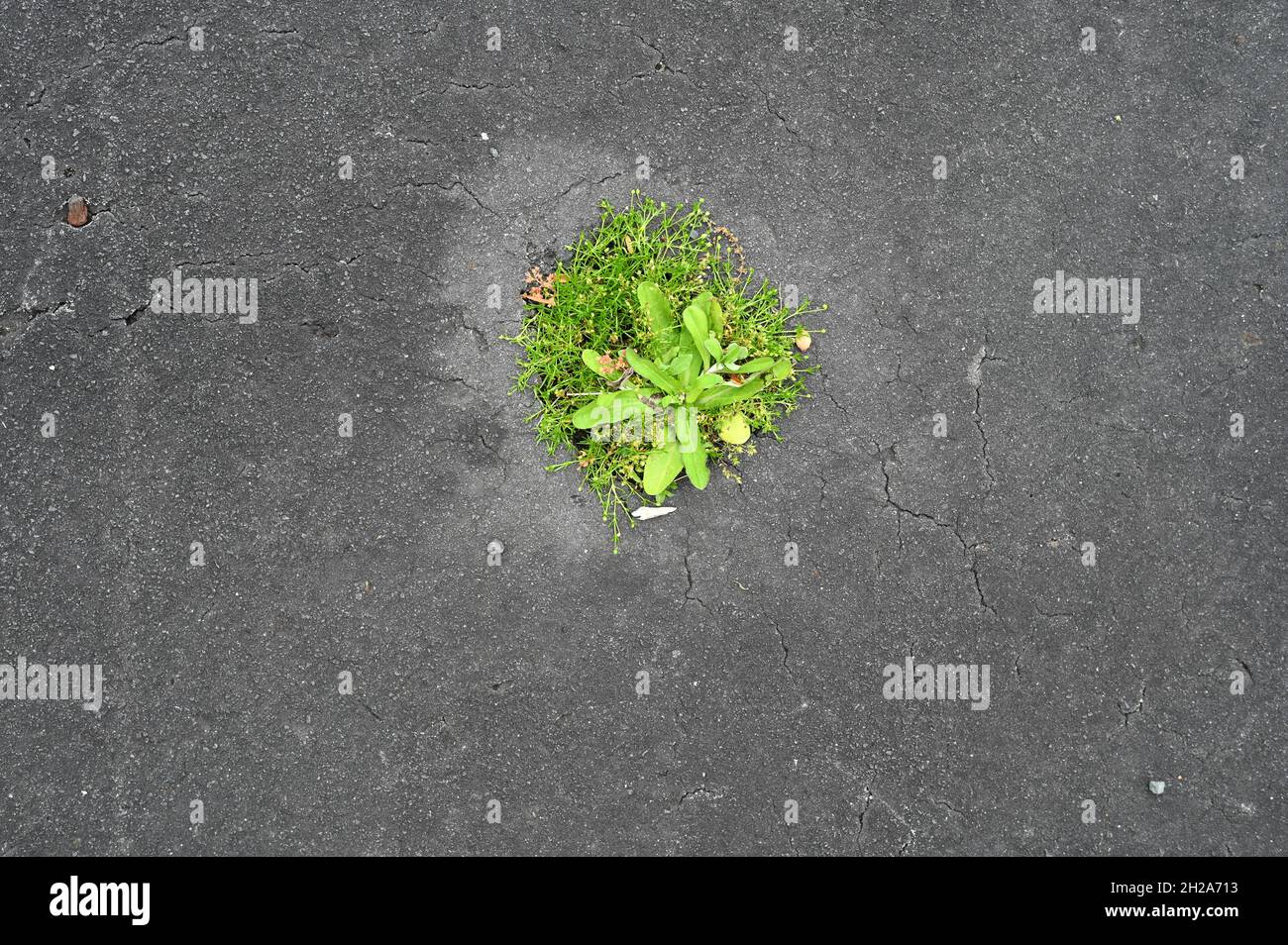 Weeds growing on the concrete surface Stock Photo - Alamy
