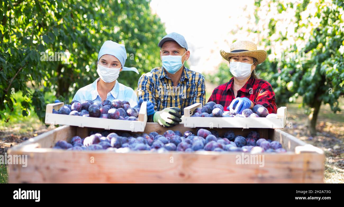 Farm workers in masks posing near boxes of harvested plums in orchard ...