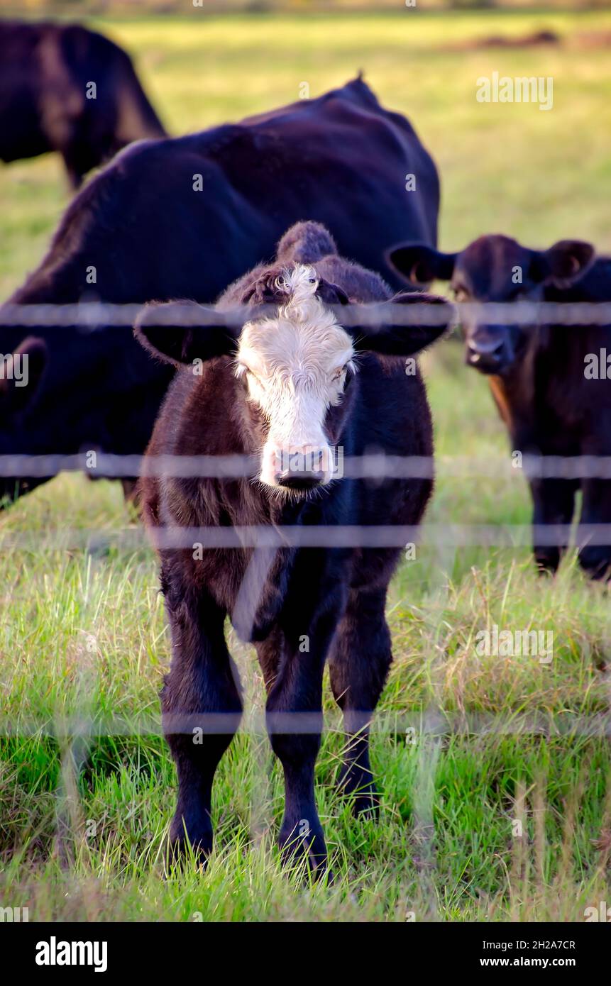 A black calf with a white face stands in a pasture with other beef ...