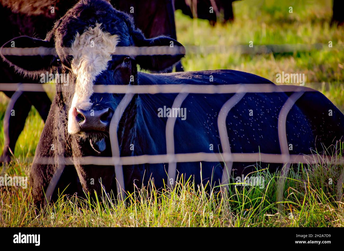 An adult cow lays in a pasture with her herd, Oct. 15, 2021, in Grand ...