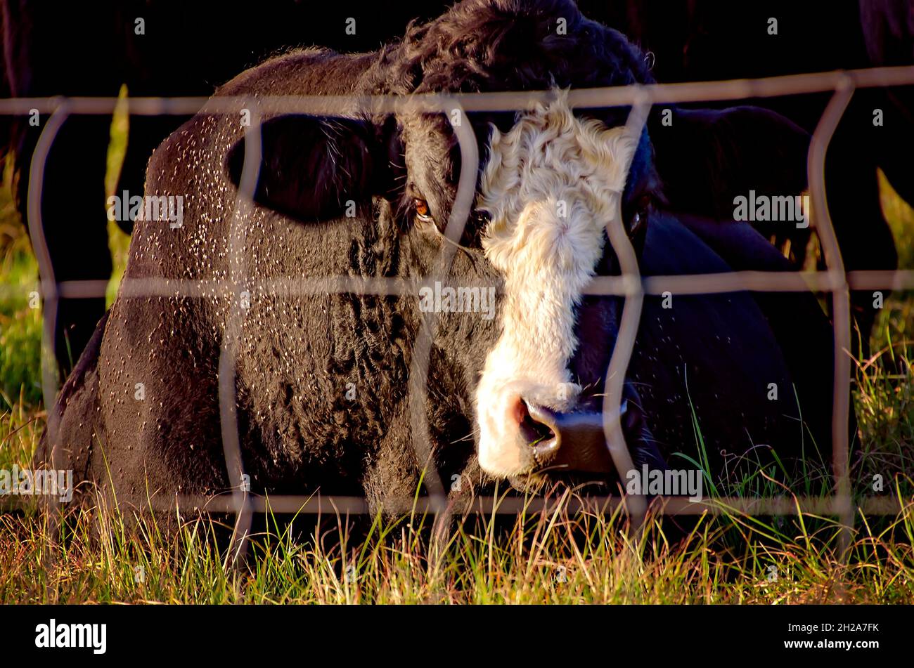 An adult cow lays in a pasture with her herd, Oct. 15, 2021, in Grand ...