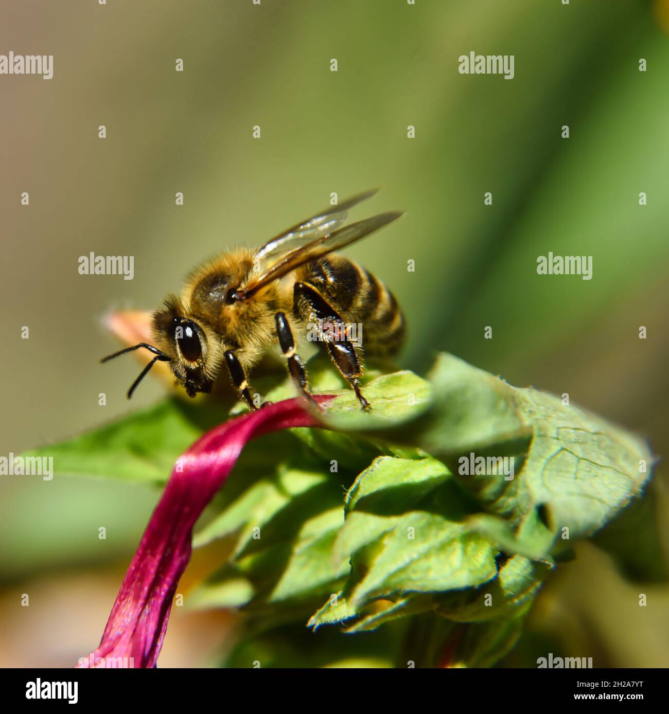 Closeup shot fluffy bumblebee hi-res stock photography and images - Alamy