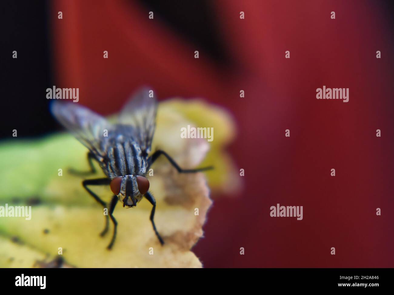 Macro shot of a fly on a leaf Stock Photo - Alamy