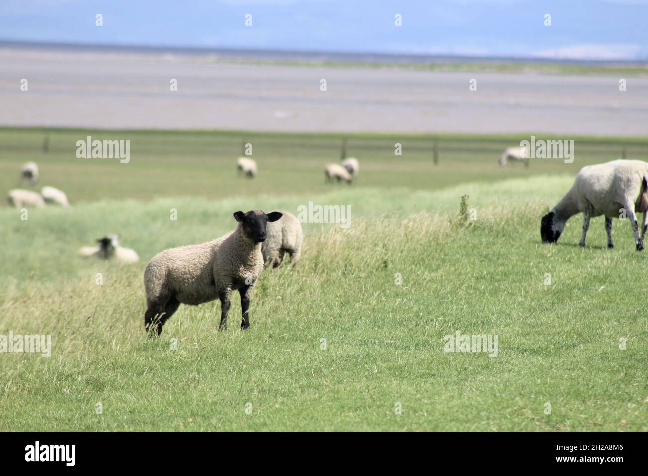 Sheepfold landscapes hi-res stock photography and images - Alamy