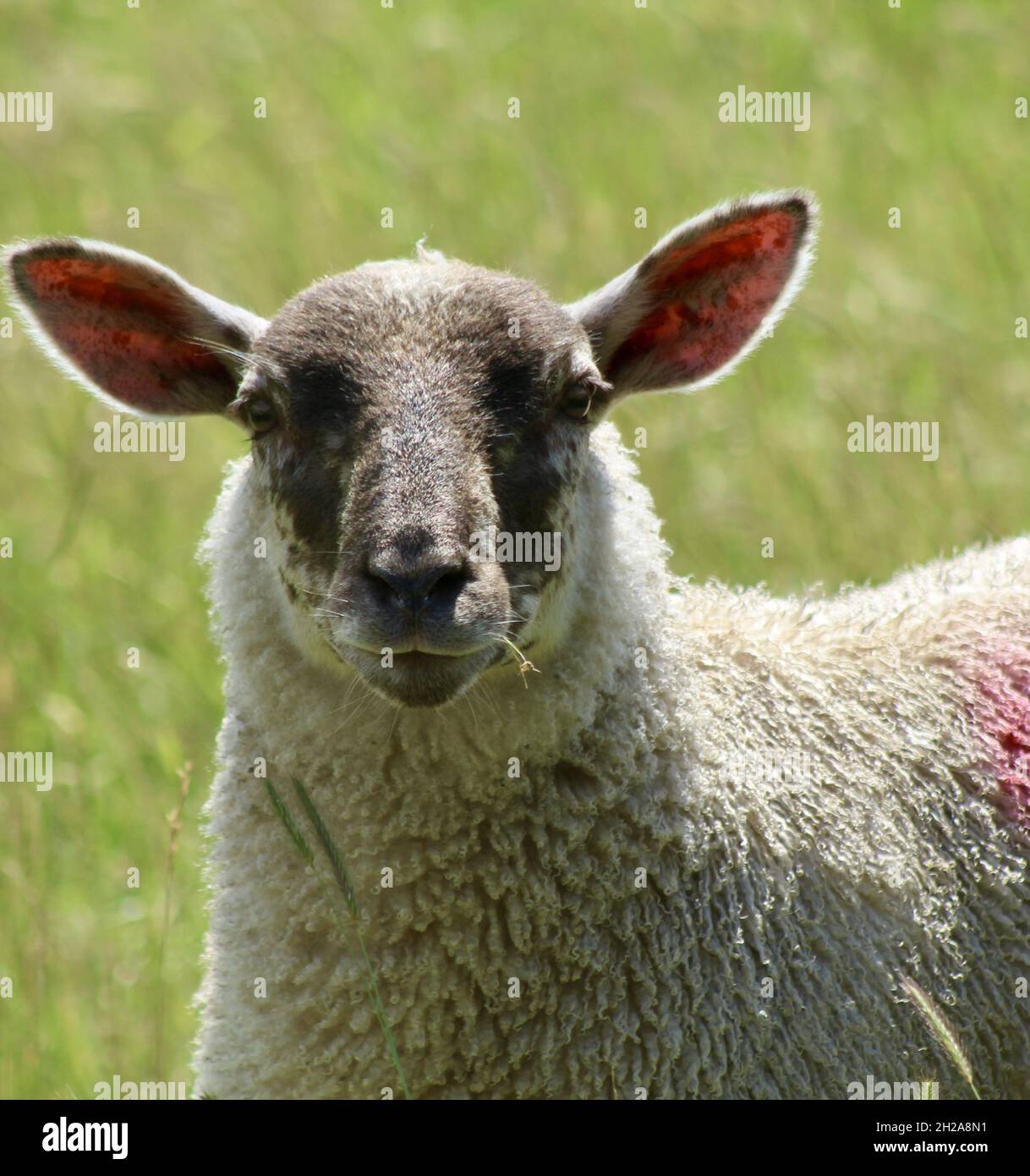 Shallow focus of a big sheep in the attentively looking at the camera ...