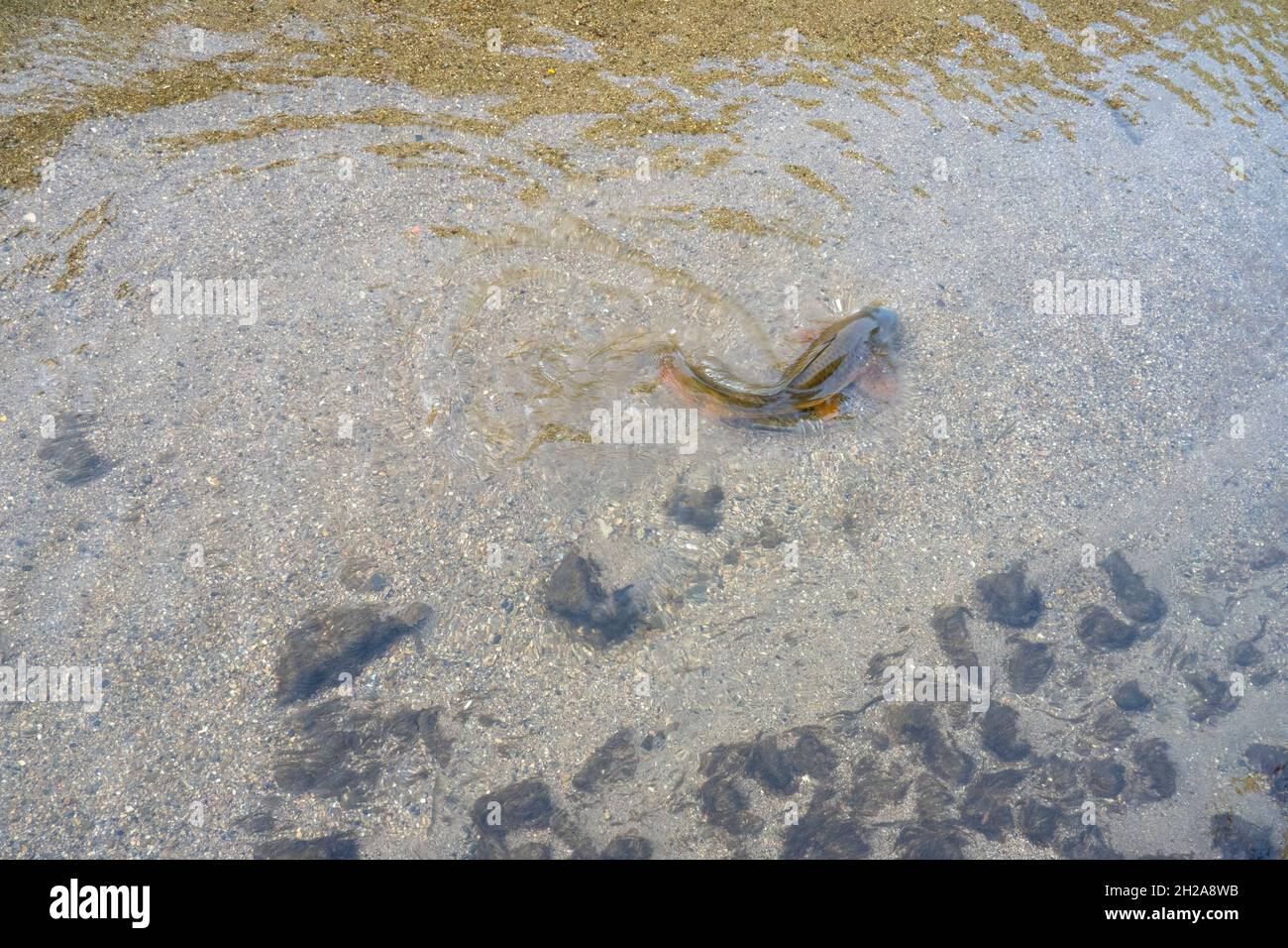 Big fish on a lake Stock Photo - Alamy