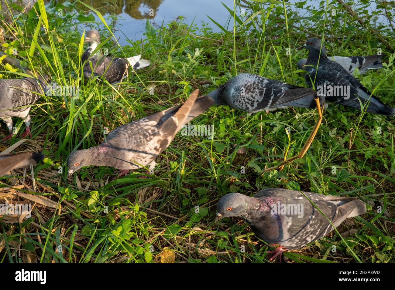Dove duck hi-res stock photography and images - Alamy