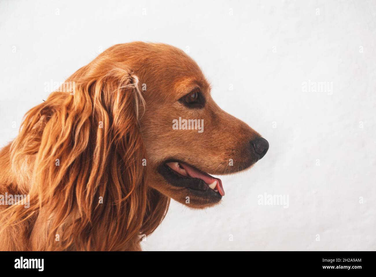 Adorable grown-up English cocker spaniel with its mouth open Stock ...