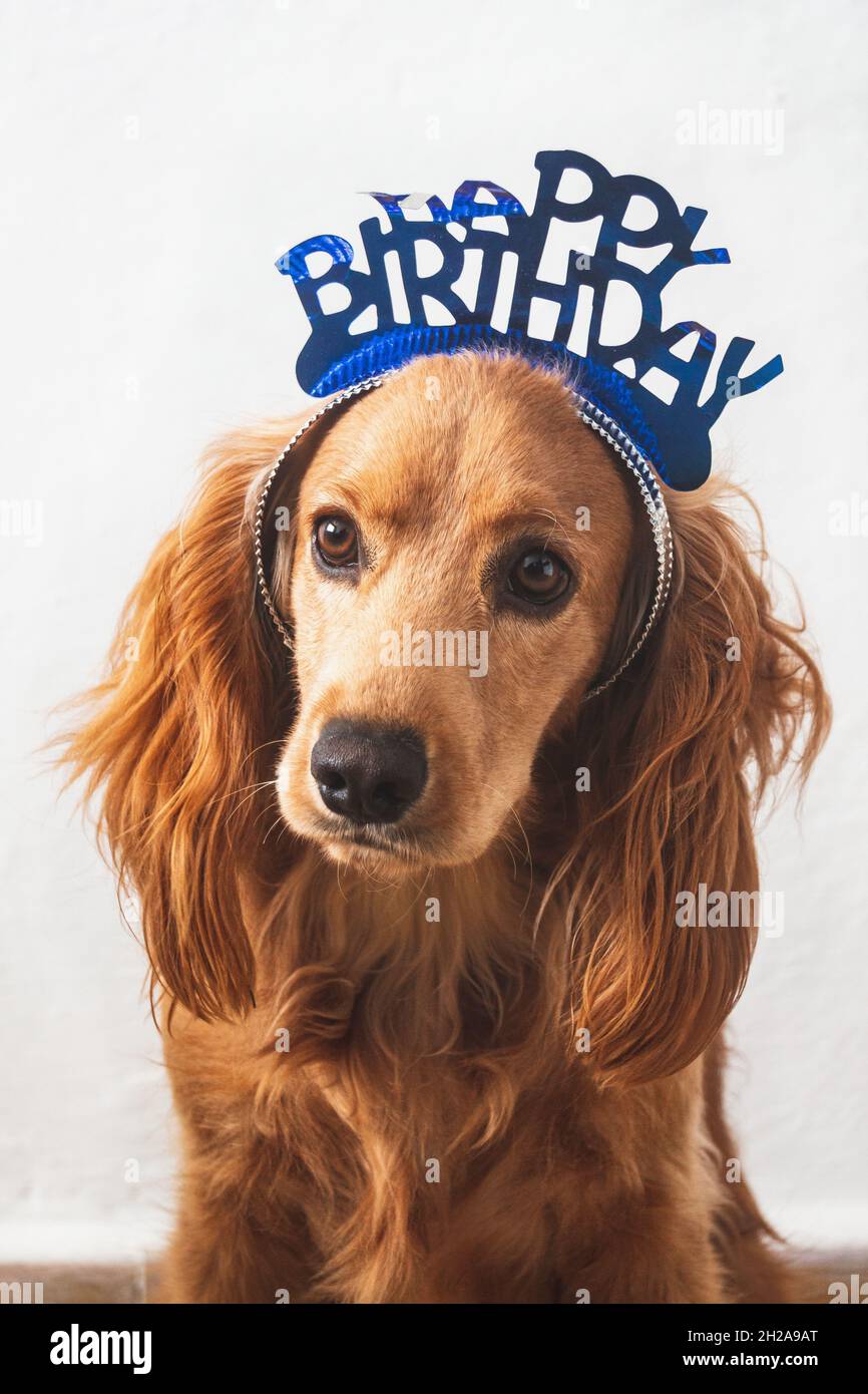 Adorable grown-up English cocker spaniel with a hat sign saying "Happy ...