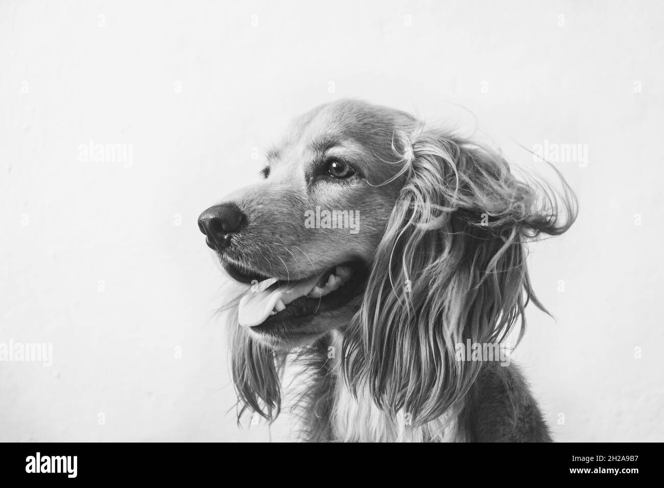 Adorable grown-up English cocker spaniel with its mouth open in black ...