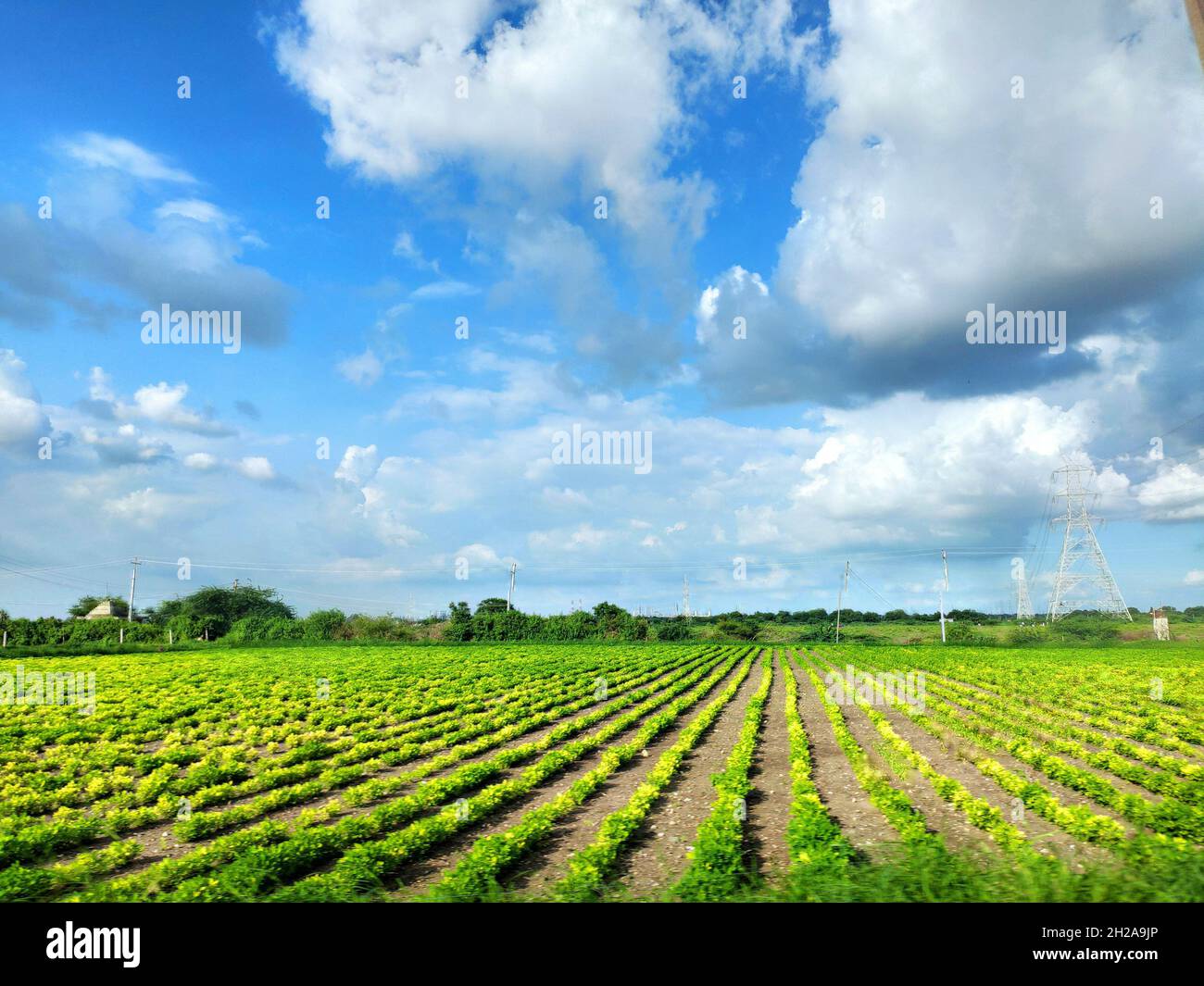 Growing cultivated field in a countryside Stock Photo - Alamy