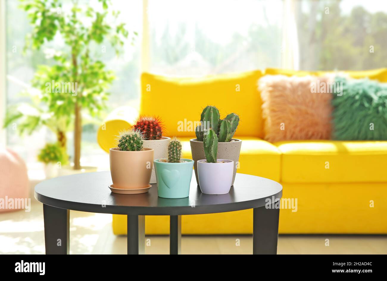 Stylish room interior with beautiful cacti and yellow sofa Stock Photo ...