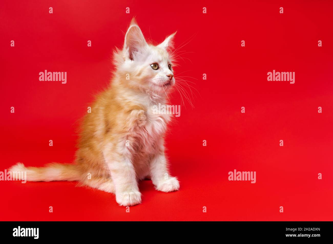 Beautiful fluffy Maine Coon kitten of color red silver classic tabby on ...