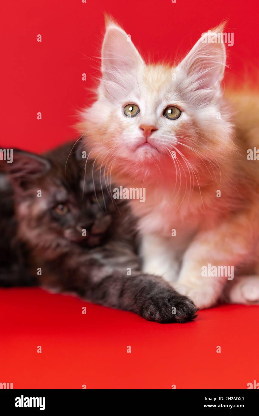 American longhair twin kittens of Maine Coon Cat on red background ...