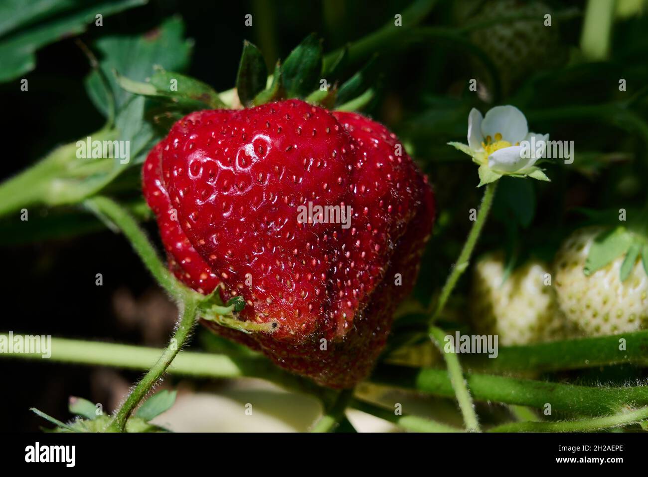 huge strawberry berries photographed on the beds in close-up Stock ...