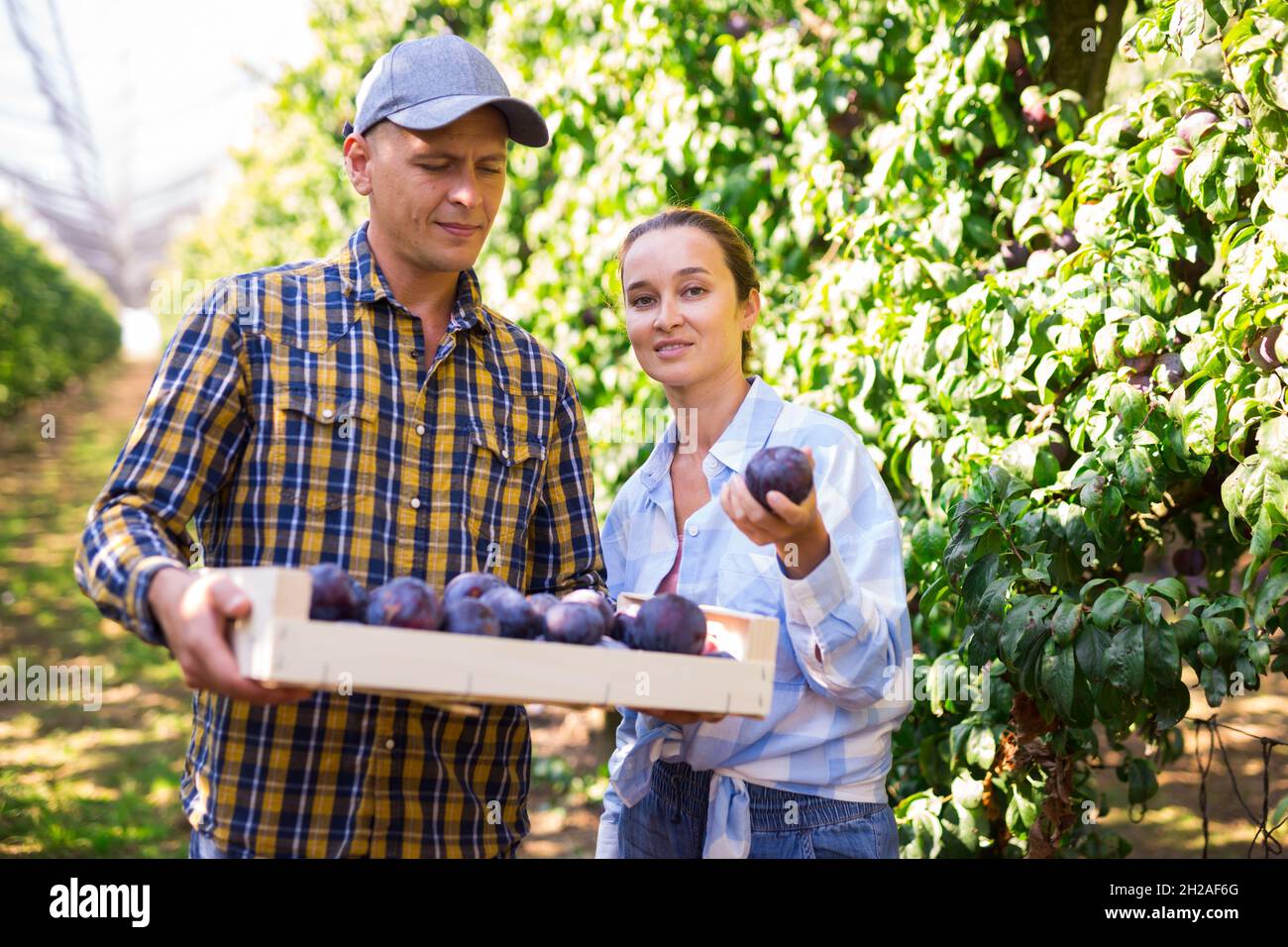 Plum plantation hi-res stock photography and images - Alamy