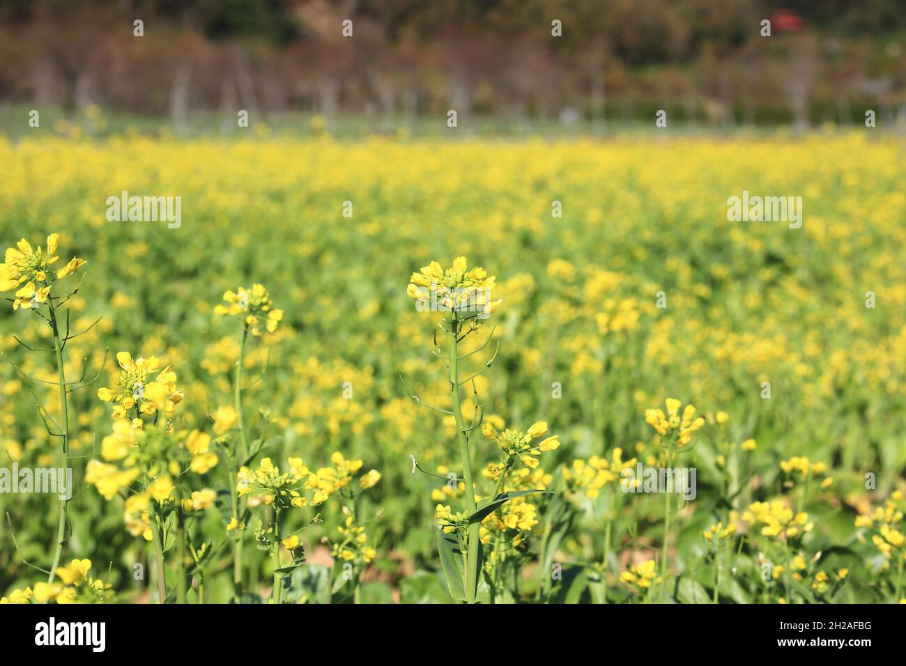 yellow Oil Seed Rape flowers field,many beautiful yellow rape flowers ...