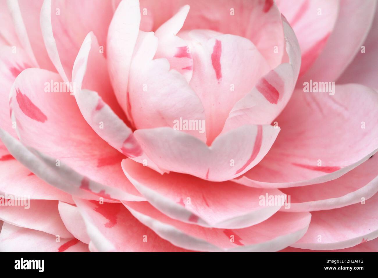 close-up of blooming pink Camellia flower,beautiful pink flower in full ...
