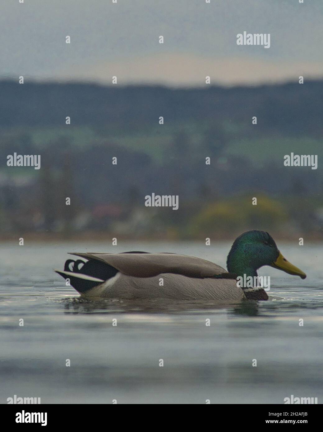 Duck floating on lake Stock Photo - Alamy
