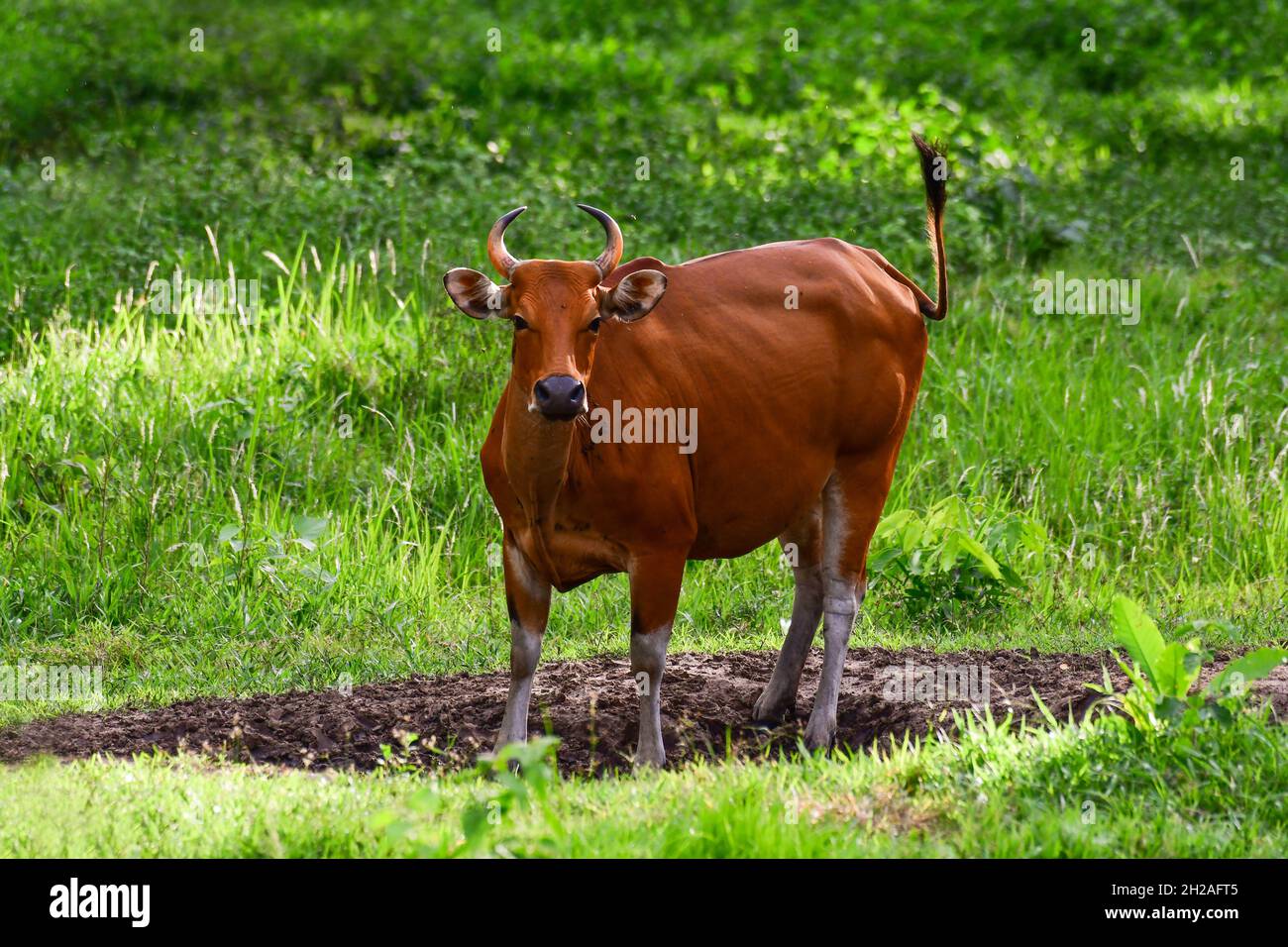 Bali banteng hi-res stock photography and images - Alamy