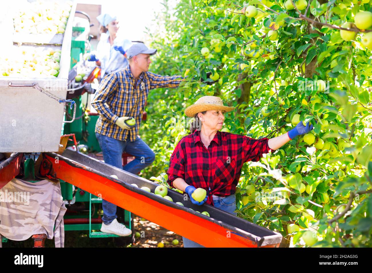 Workers harvesting apples in plantation Stock Photo - Alamy