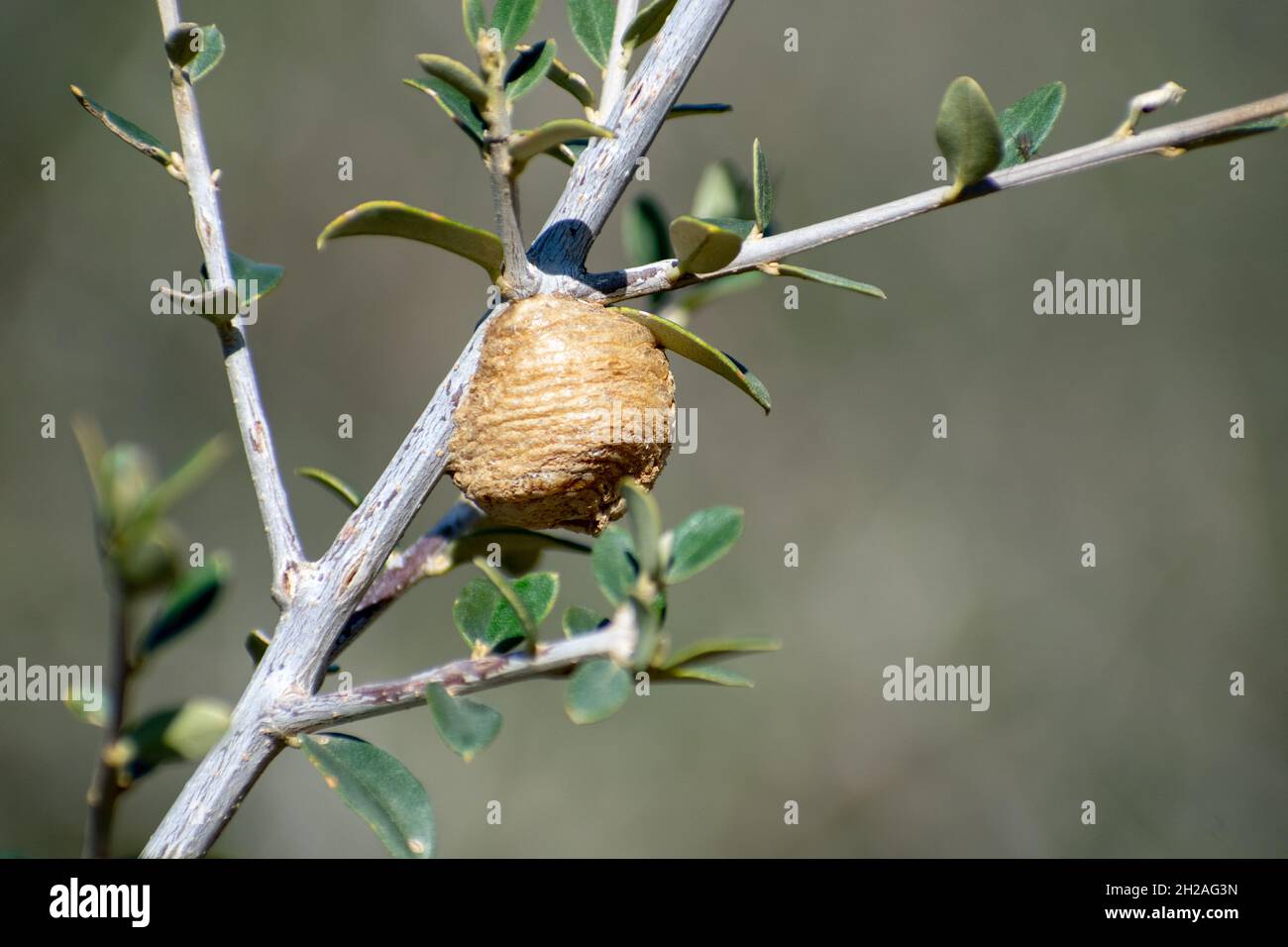 Mantid eggs hi-res stock photography and images - Alamy